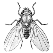 Common Fruit Fly Insect Sketch Sticker
