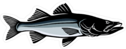 Common Snook Fish Sticker