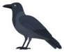 Crow Cartoon Sticker