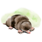 Cute Mole Garden Sticker