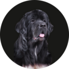 Detailed Newfoundland Sticker