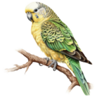 Detailed Parakeet Sticker