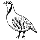 Drawing Outline Partridge Sticker