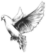 Engraved Style Illustration Of Dove Sticker