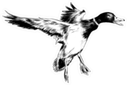 Engraved Style Illustration Of Flying Duck Sticker