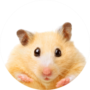 Cute Hamster Decals & Stickers | Car Stickers