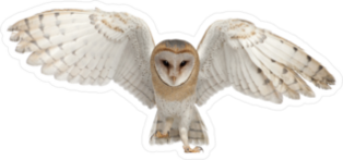 Owl Stickers & Decals | Free Shipping