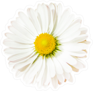 Daisy Flower Stickers & Decals - White, Yellow, & More