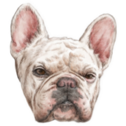 French Bulldog Scrunch Face Sticker