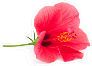 Hibiscus Flower Stickers & Decals – 80+ Tropical Designs