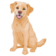 Golden Lab Sit And Smile Sticker