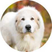 Great Pyrenees Autumn Sticker