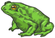 Hallucinogenic Frog Toad Animal Color Sketch Sticker