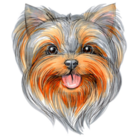 Hand Drawn Yorkie Sticker