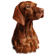 Handsome Vizsla Sticker