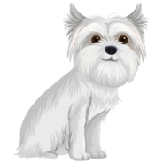 Happy Maltese Sticker