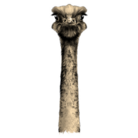 Head Ostrich Angry Sticker