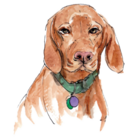 Hungarian Vizsla Portrait Sticker