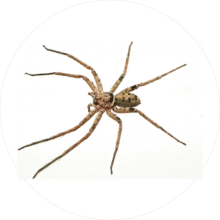 Huntsman Spider Sticker