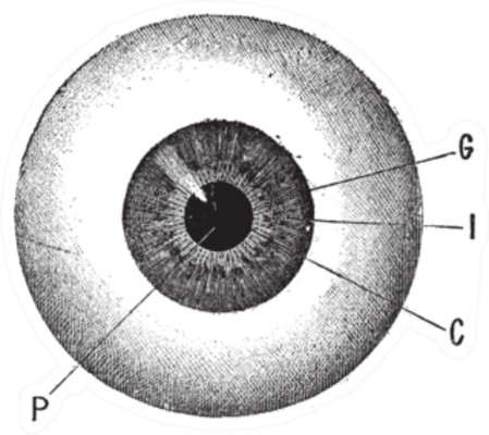 Iris, Vintage Engraved Illustration Human Eye Sticker