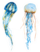 Isolated Watercolor Jellyfish, Marine Life Sticker