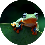 Javan Tree Frog On Leaf Sticker