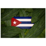 Leaves Cuba Flag Sticker