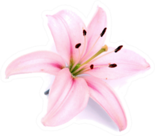 Lily Flower Stickers & Decals | Car Stickers