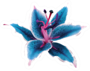 Lily Flower Stickers & Decals | Car Stickers