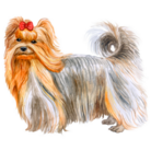 Long Hair Yorkie Sticker