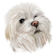 Maltese Head Sticker