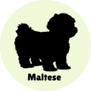 Maltese Lettering Sticker