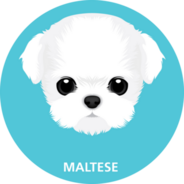 Maltese On Blue Sticker