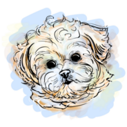 Maltese Watercolor Sticker