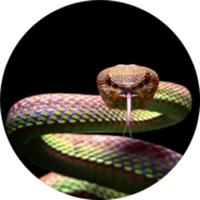Mangrove Pit Viper Snake Closeup Face Sticker