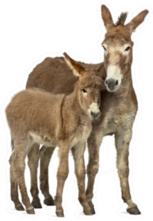 Mother Provence Donkey And Her Foal Sticker