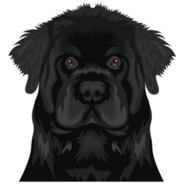 Newfie Illustration Sticker