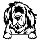 Newfie Peeking Sticker