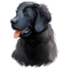 Newfie Puppy Sticker