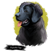 Newfie Purebred Sticker