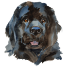 Newfoundland Painted Sticker