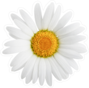 One Delicate Daisy Flower Sticker