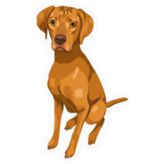 Pet Portrait Vizsla Sticker