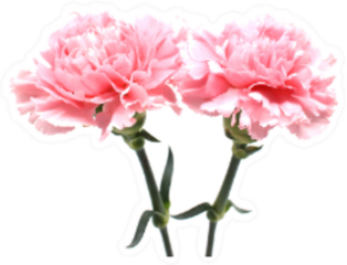 Carnation Flower Stickers and Decals