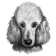 Poodle Dog Sad Hand Drawn Sticker