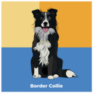 Postcard Border Collie Sticker