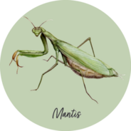 Praying Mantis Insect Watercolor Illustration Lettering Sticker