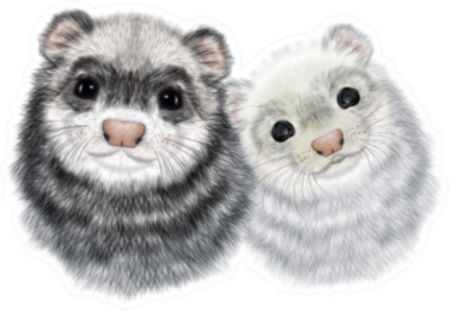 Realistic Portrait Of Couple Of Ferrets Sticker