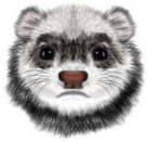 Realistic Portrait Of Sad Ferret Face Sticker
