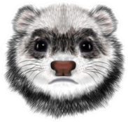 Realistic Portrait Of Sad Ferret Face Sticker